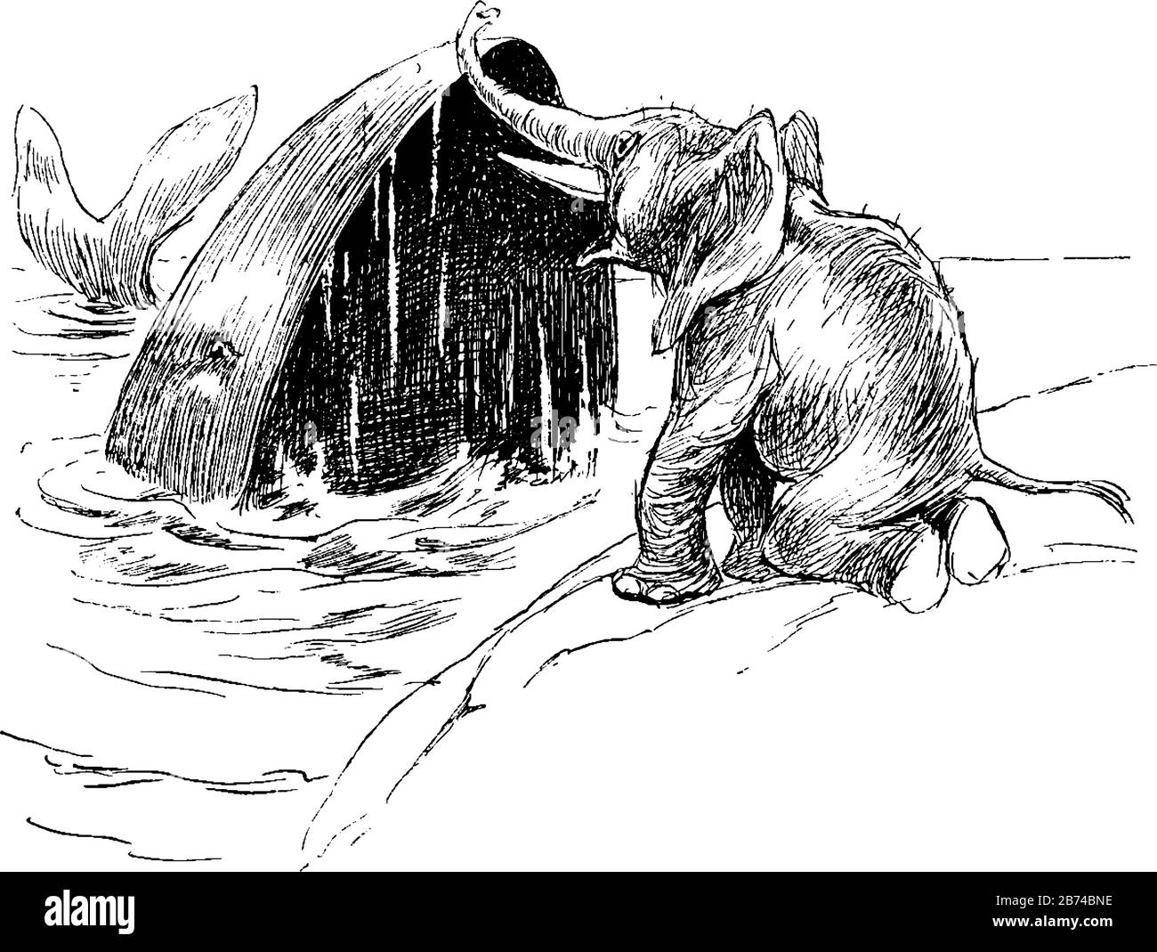 Elephant Whale Drawings