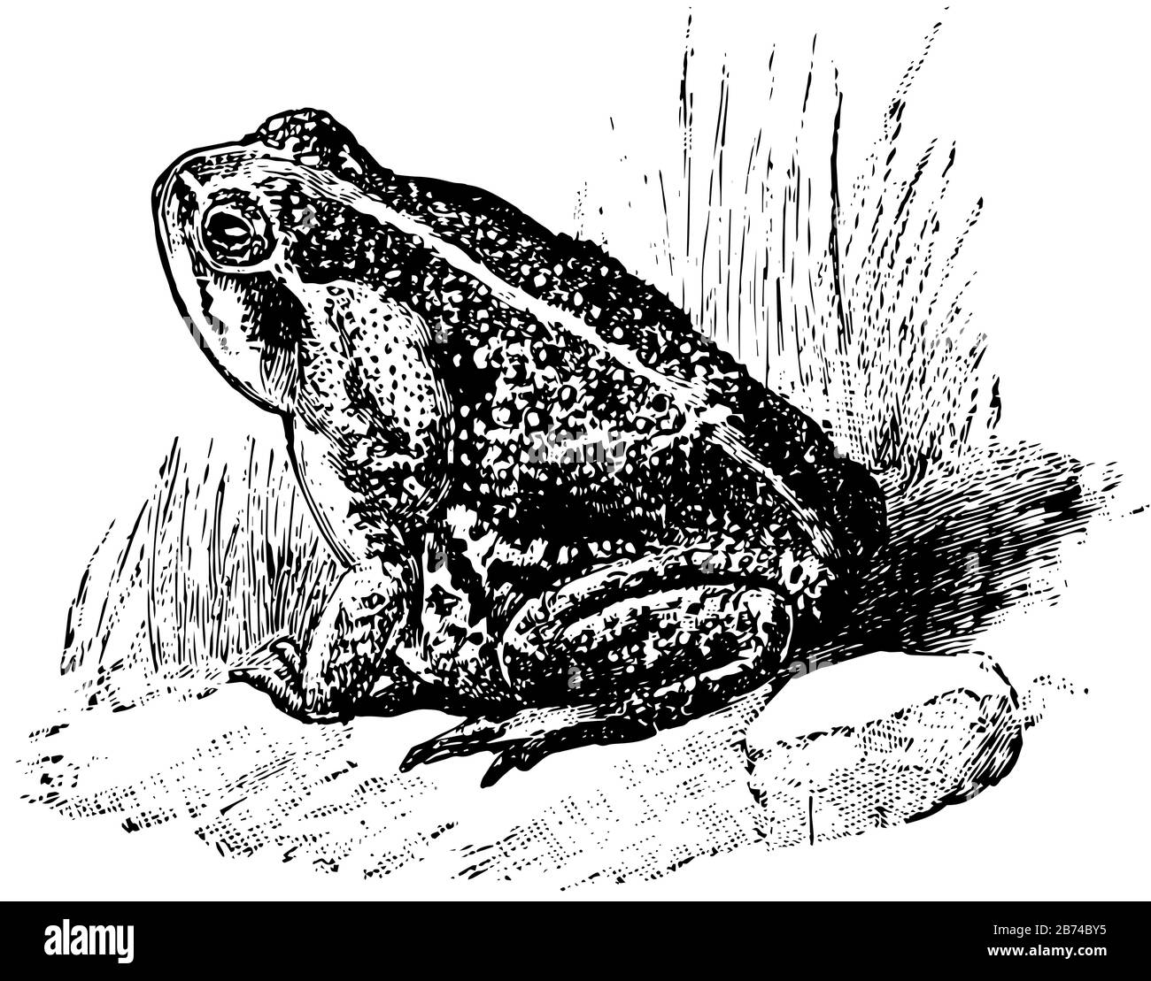 American toad Stock Vector Images - Alamy