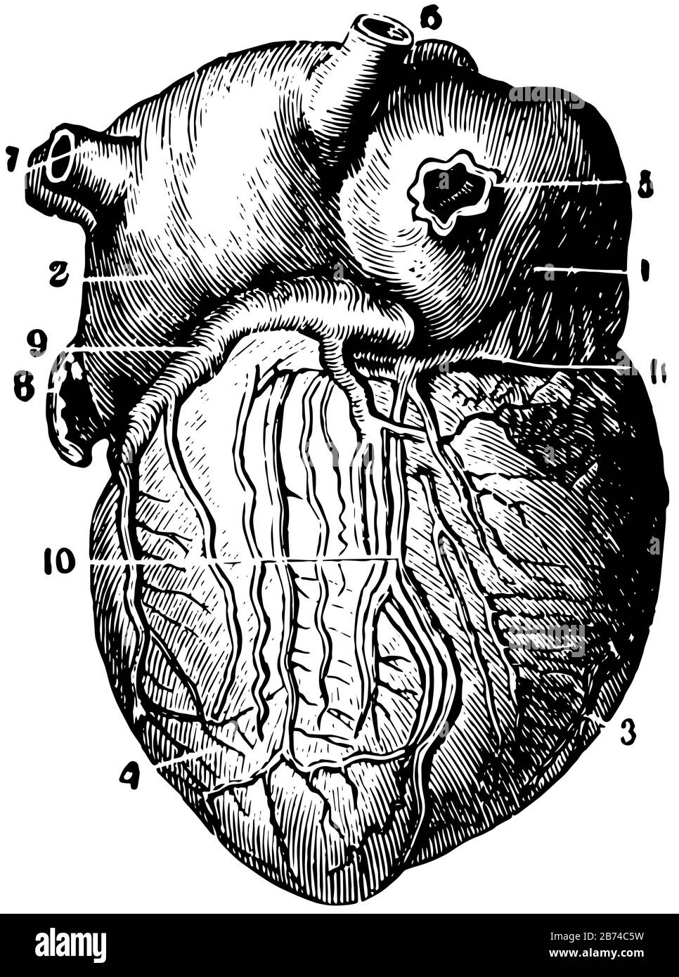 External Anatomy Of Heart Anterior View And Posterior View