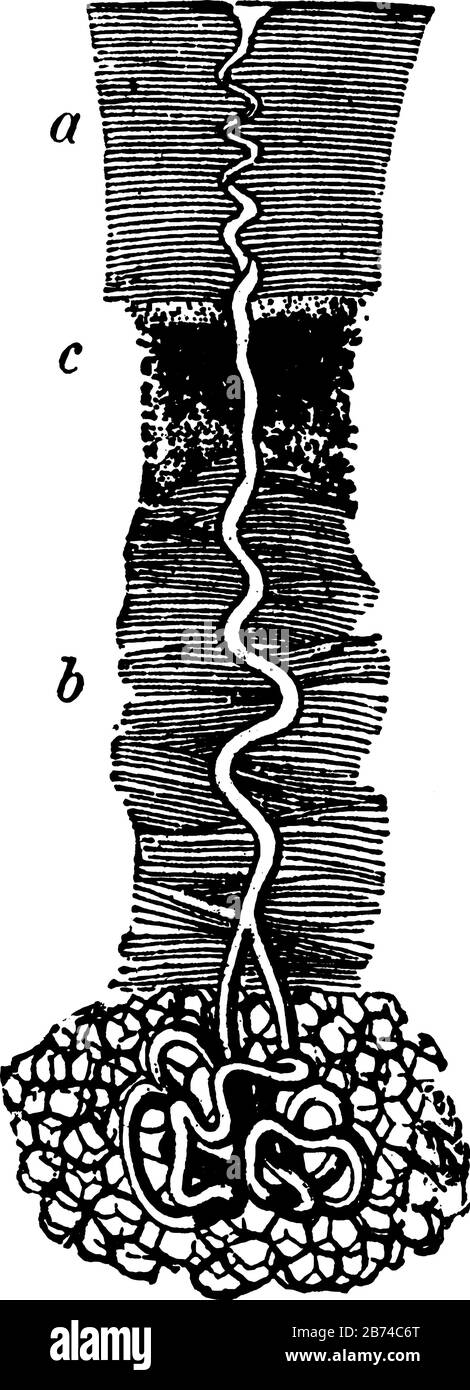 This illustration represents A Sweat Gland, vintage line drawing or ...