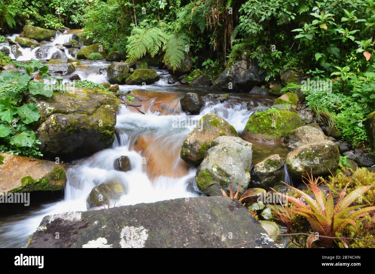 Water stream with rocks in the rain forest Stock Photo - Alamy