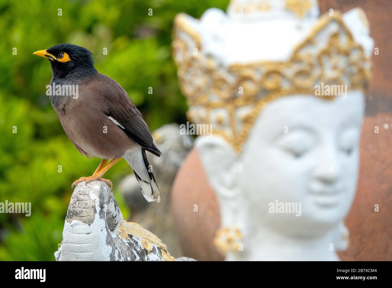 Common myna hi-res stock photography and images - Alamy
