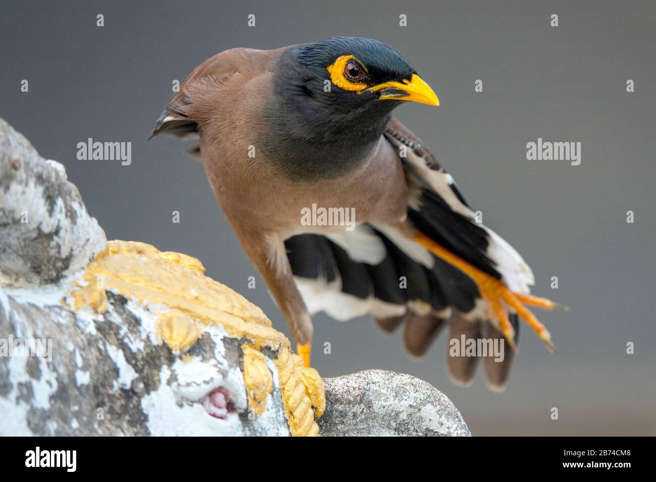 Indian pest hi-res stock photography and images - Alamy