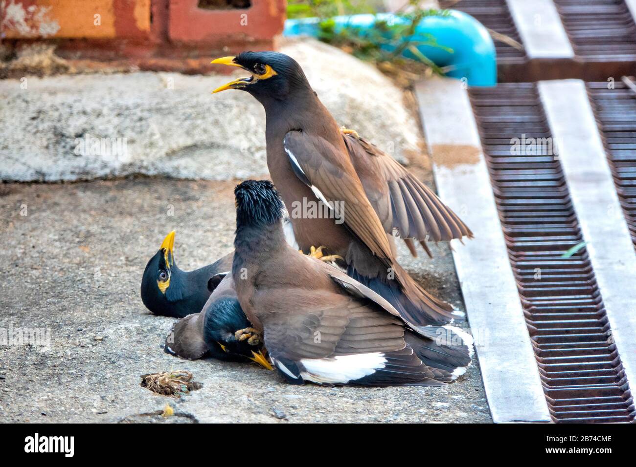 Common myna (Acridotheres tristis) fighting on the ground Stock Photo ...