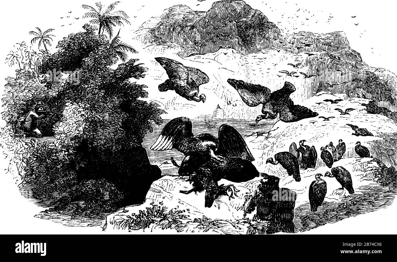 Vultures feed almost entirely on carrion, vintage line drawing or ...