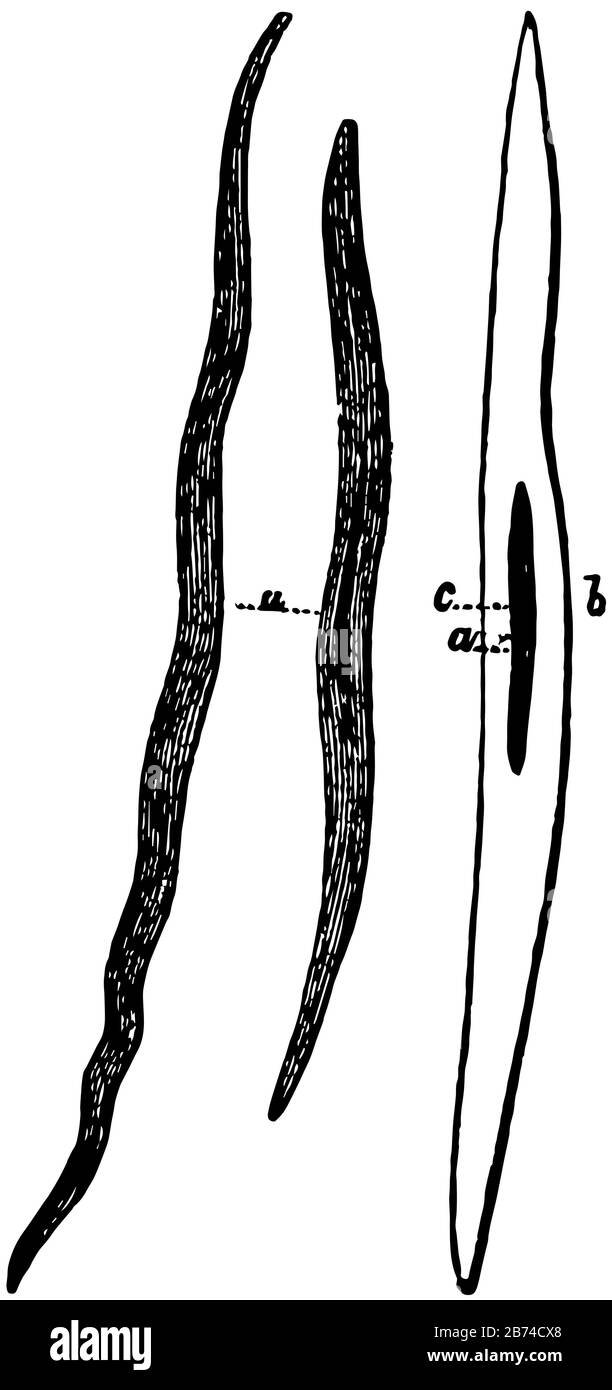 This illustration represents Smooth Muscular Tissue, vintage line ...