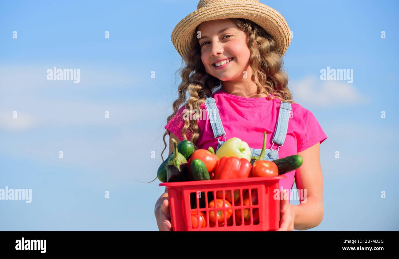 Vegetables market. Sunny day at farm. Selling homegrown food concept ...