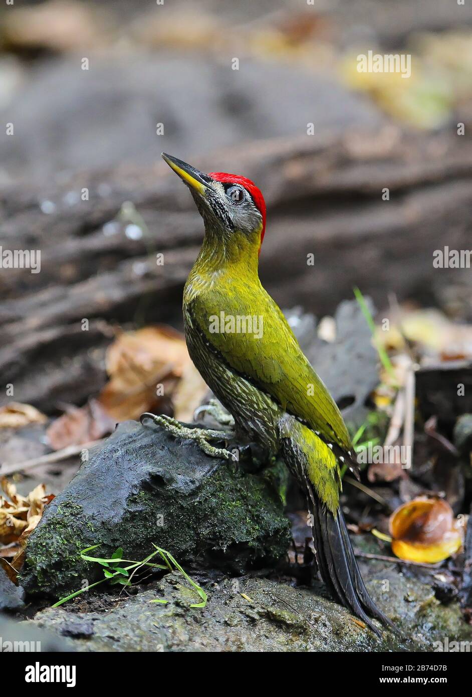 Grey-headed Woodpecker (Picus canus) male sitting on forest floor ...