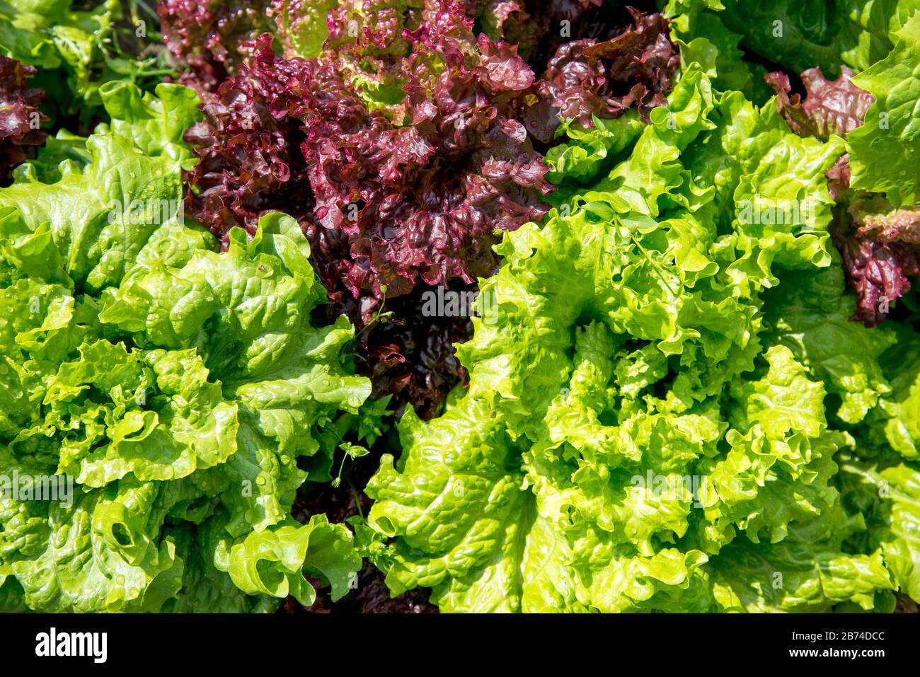 Lollo rosso lettuce growing vegetable garden hi-res stock photography ...