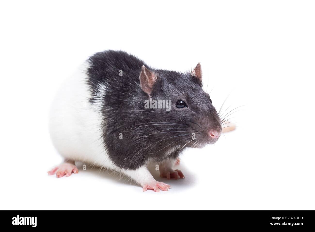 rat close-up isolated on white background, the rat is a symbol of the ...