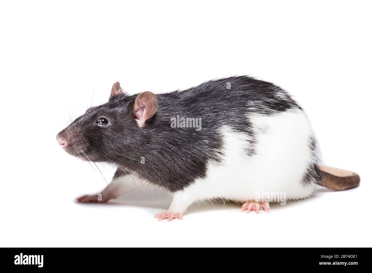 rat close-up isolated on white background, the rat is a symbol of the ...