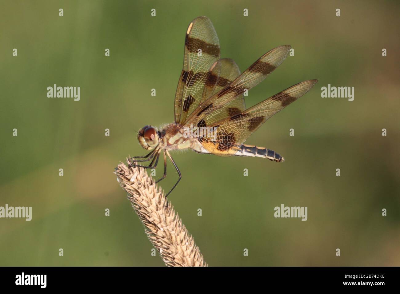 Common White Tail skimmer dragonfly Stock Photo - Alamy