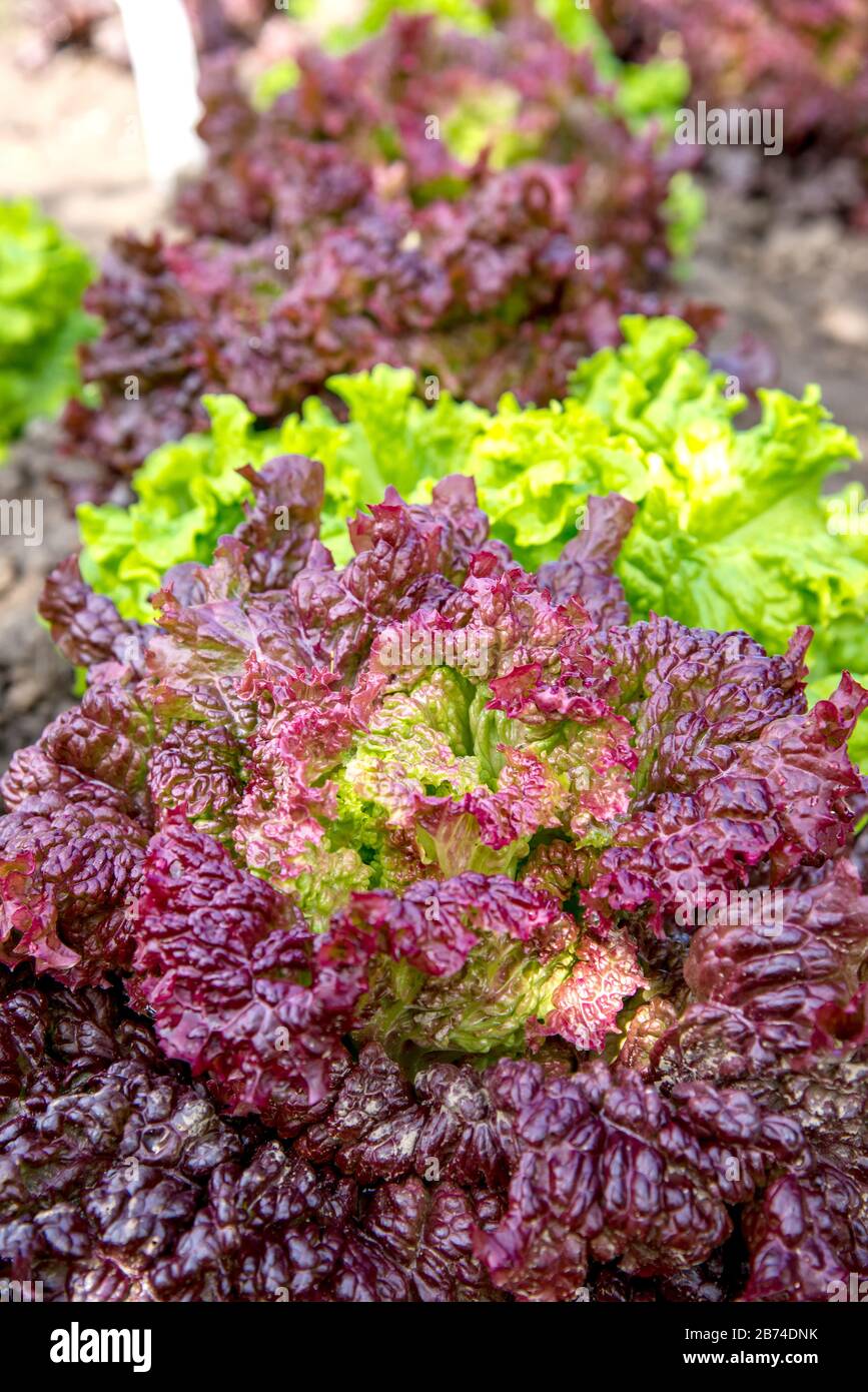 Lettuce lollo rosso hi-res stock photography and images - Alamy