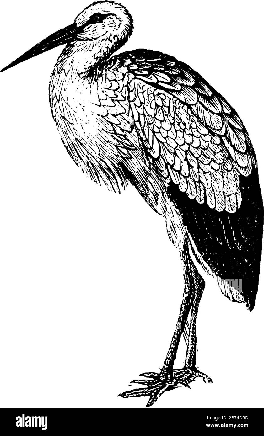 Stork live in moist and swampy places by the side of pools and rivers ...