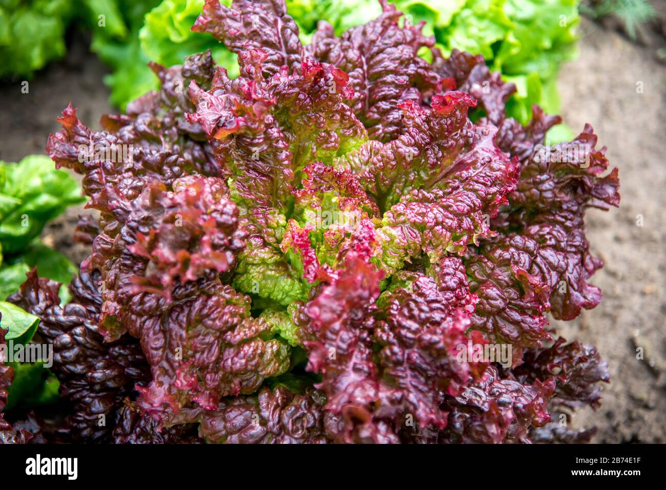 Lettuce lollo rosso hi-res stock photography and images - Alamy