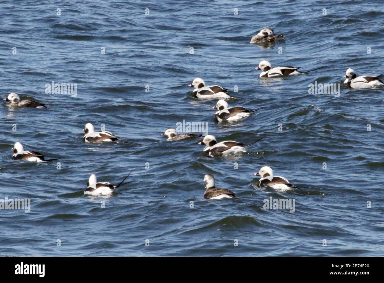 Large flotilla of ducks hi-res stock photography and images - Alamy