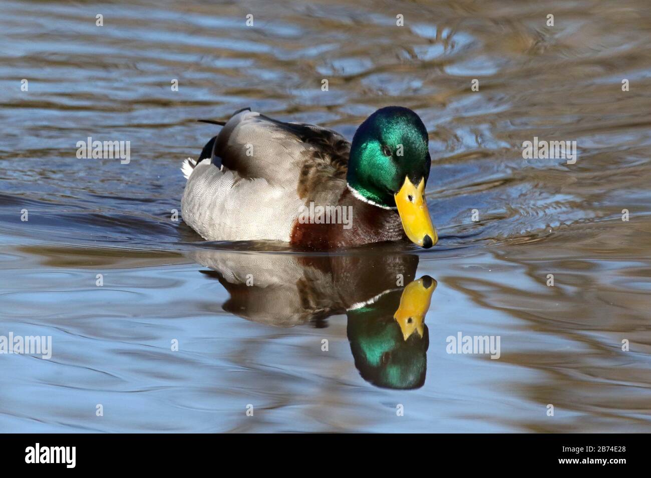 Ducks with red heads hi-res stock photography and images - Alamy