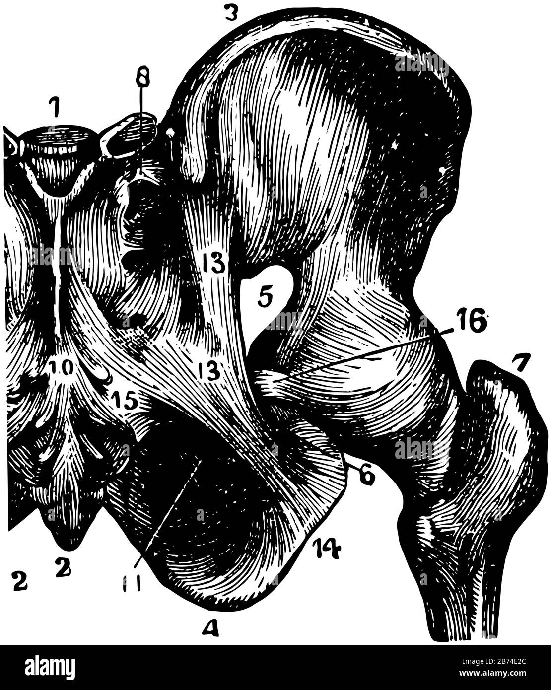 This illustration represents Sacro ischiatic Articulation, vintage line ...