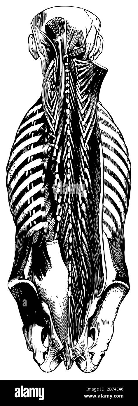 This illustration represents Muscles of the neck and back, vintage line ...