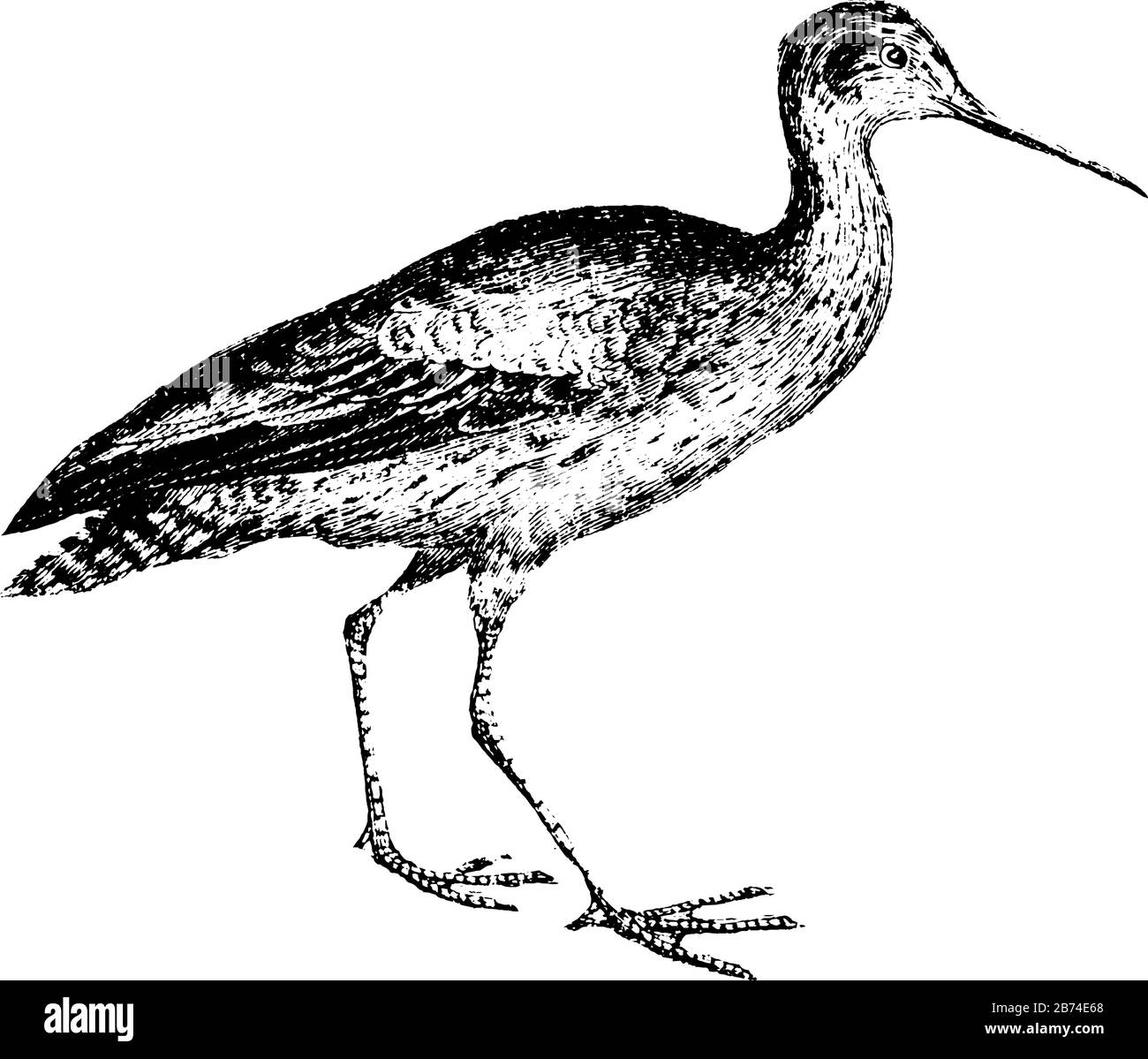 Sandpiper live in small flocks on the banks of rivers and on the sea ...