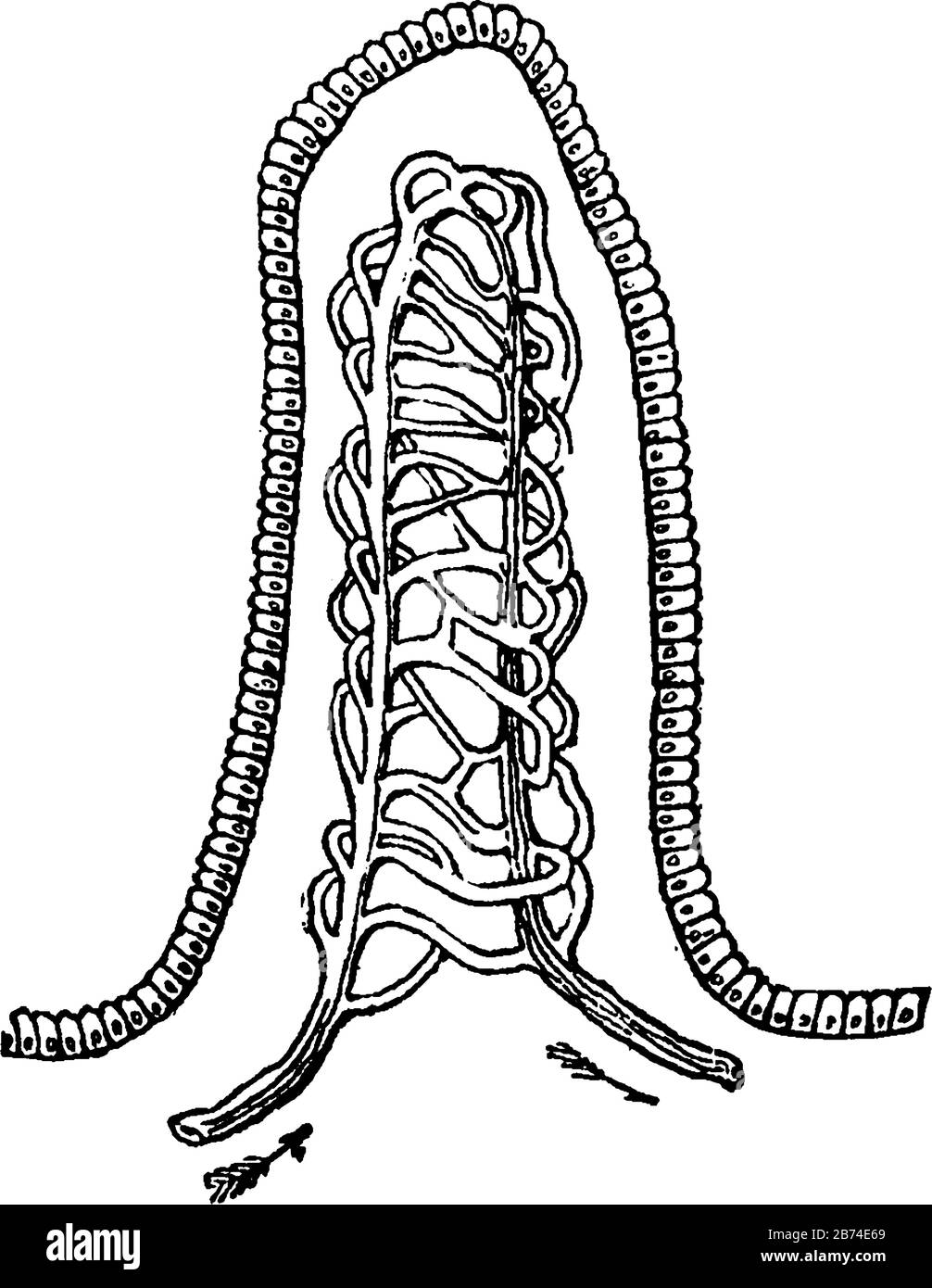 Small Intestine Diagram Villi