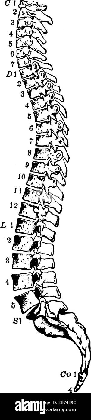 This illustration represents Side View of the Spinal Column, vintage ...