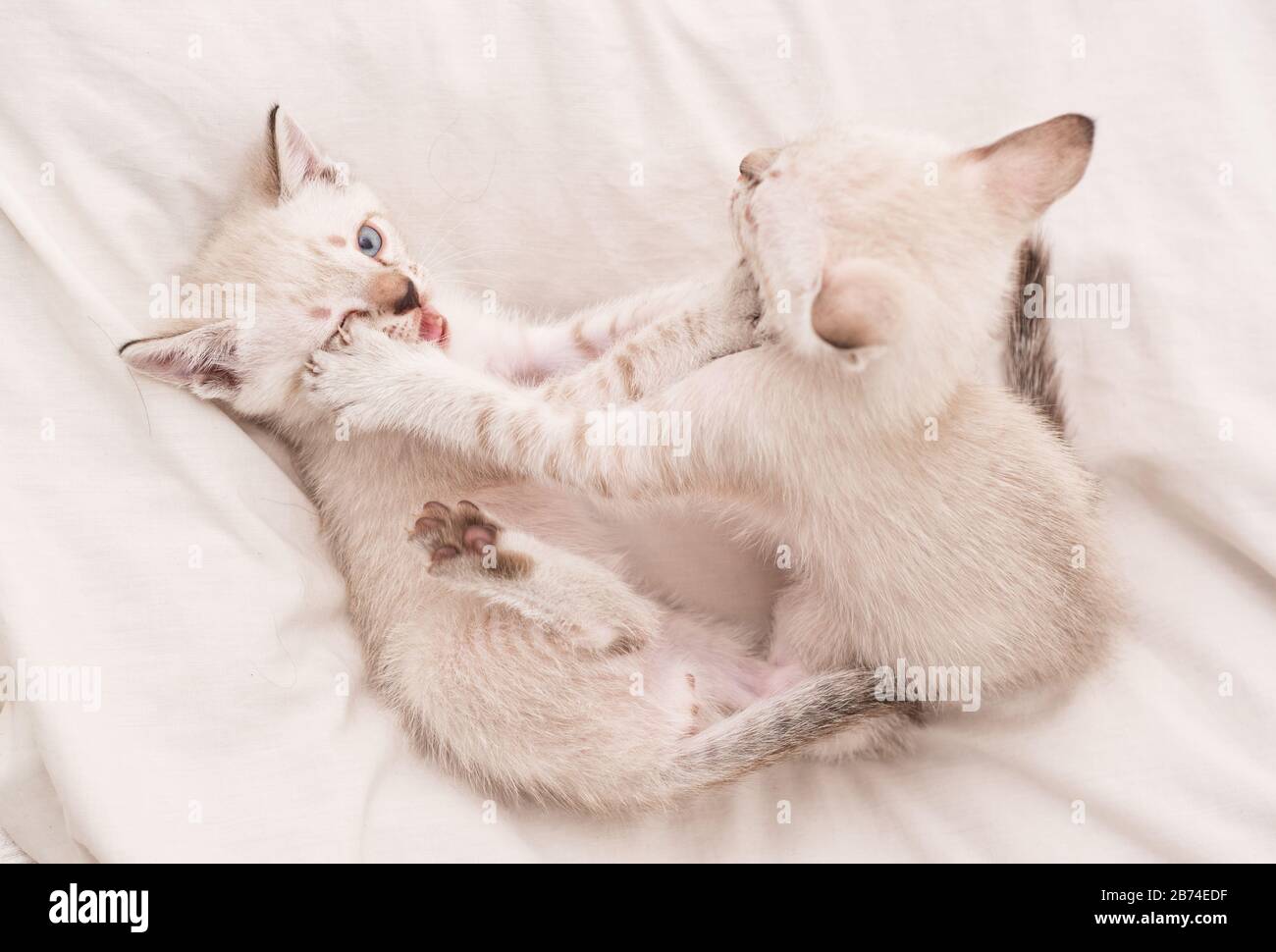 love and friendship. cute white kitten, british longhair. idea of ...
