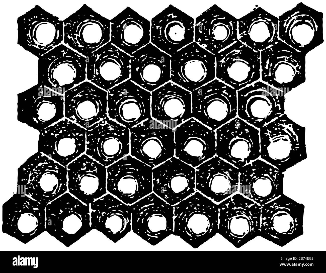 A magnified view of a small portion of the surface of an insect's ...