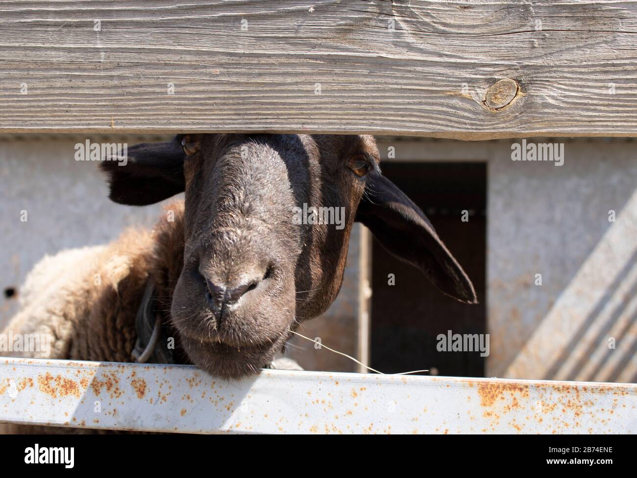 sheep looking out fence, horizontal photo. Home animal in the farmyard ...