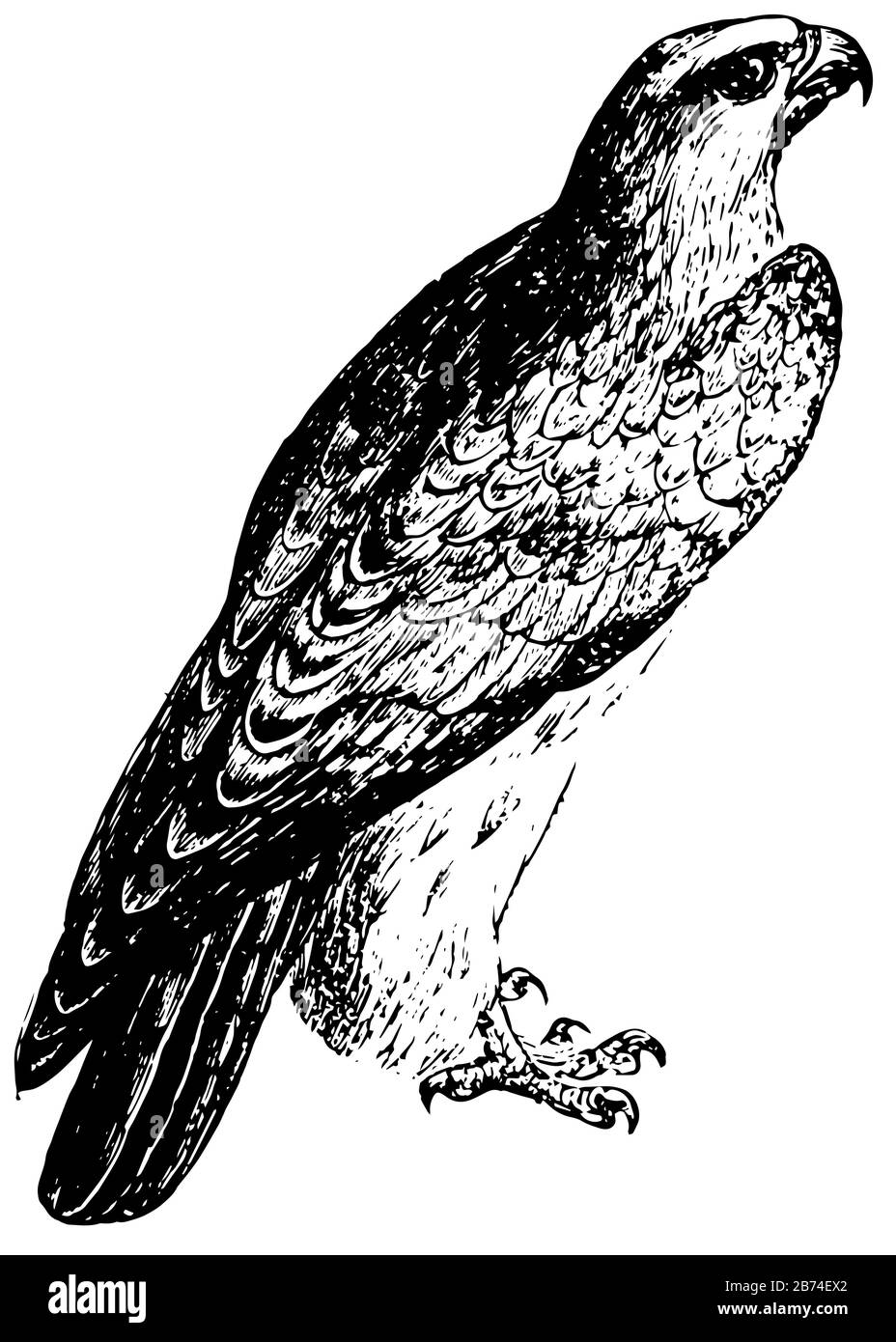 Falcon in art Stock Vector Images - Alamy