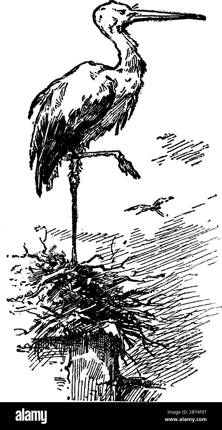 A stork bird standing on one leg, vintage line drawing or engraving ...