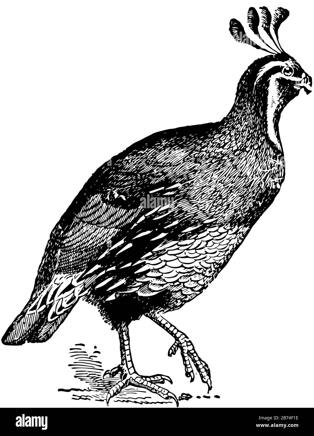 Lophortyx Californicus Quail is a small game bird, vintage line drawing ...