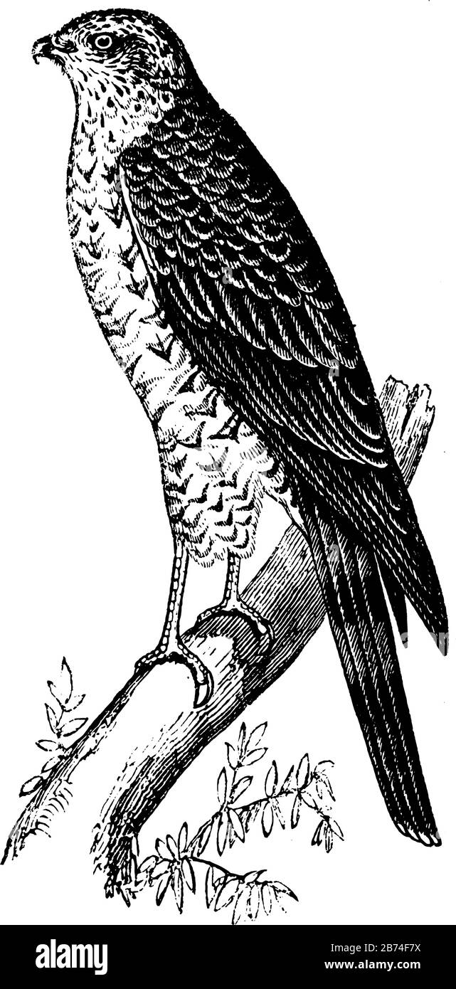 Sparrow Hawk curved bills and keen eyesight, vintage line drawing or ...