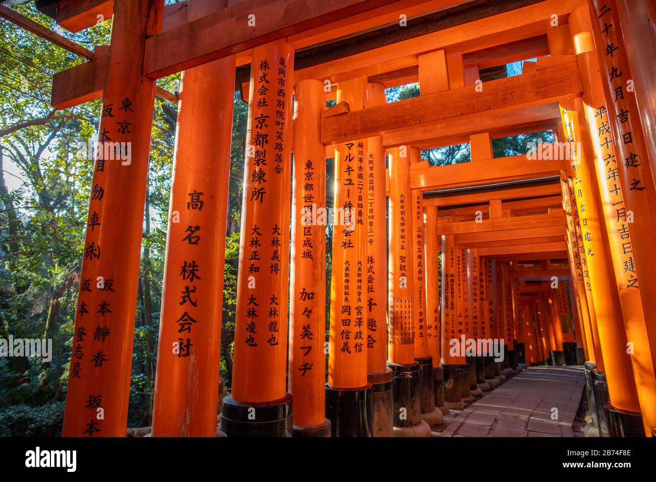 Torii gates in forest fushimi hi-res stock photography and images - Alamy