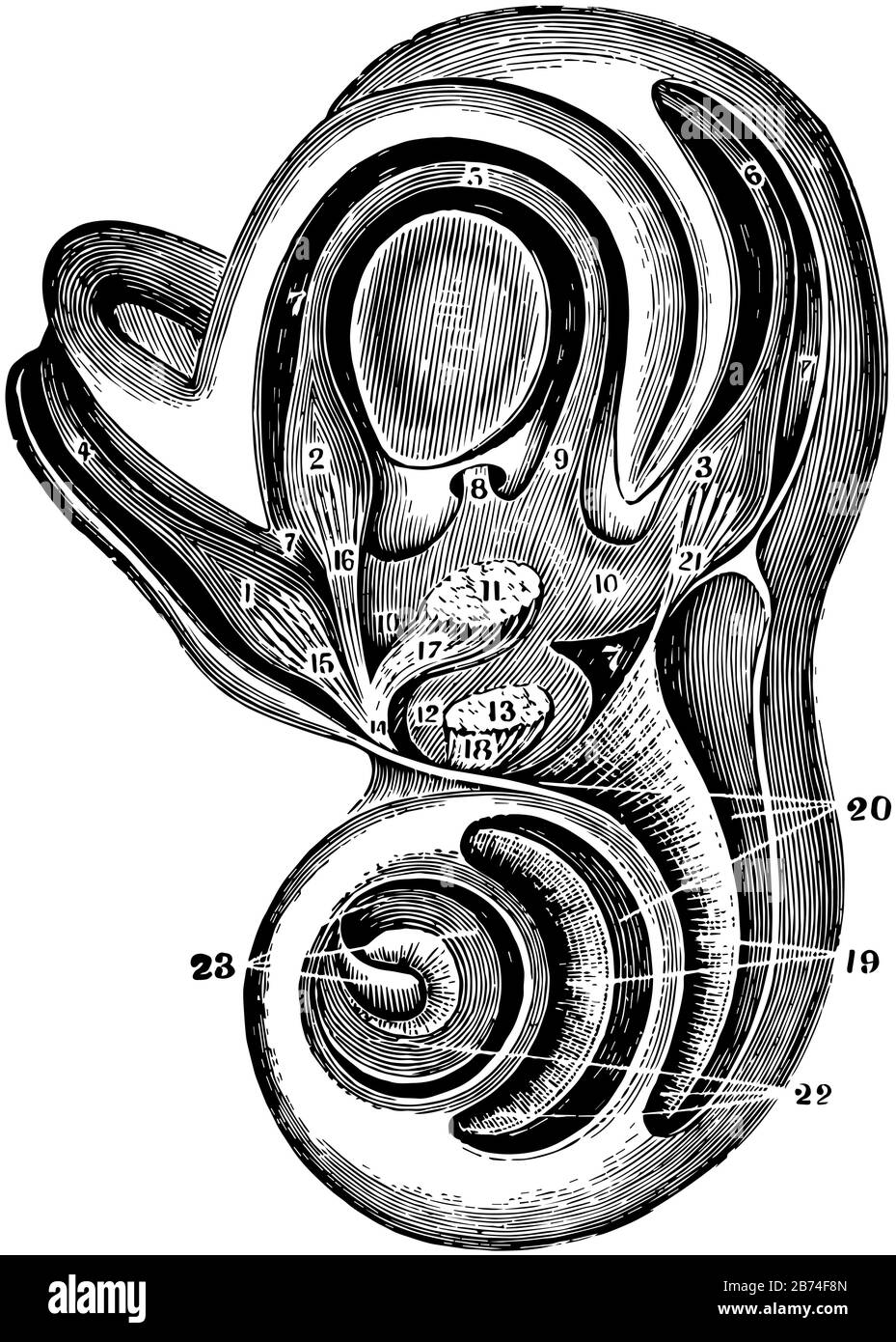 This illustration represents Bony Labyrinth of the Inner Ear, vintage ...
