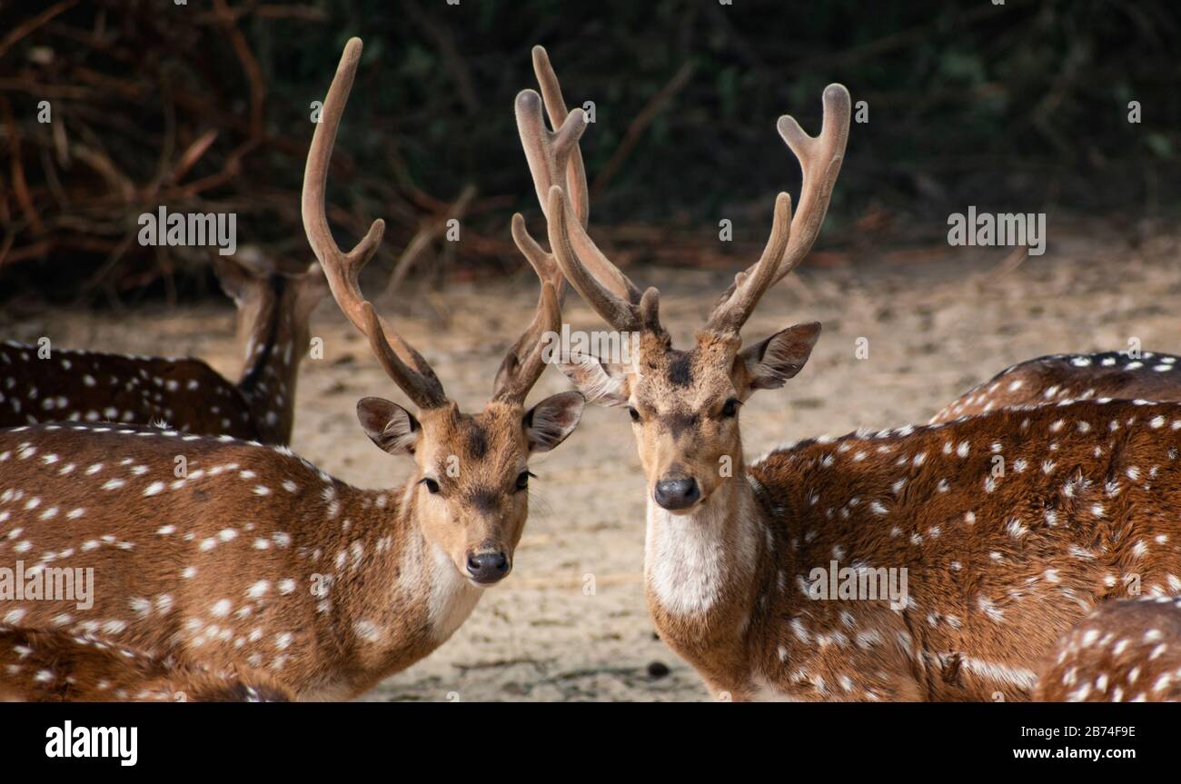 Deerare the hoofed ruminant mammals forming the family Cervidae. The ...