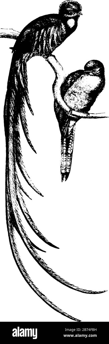 Trogon is bird in the order Trogoniformes which contains only one ...