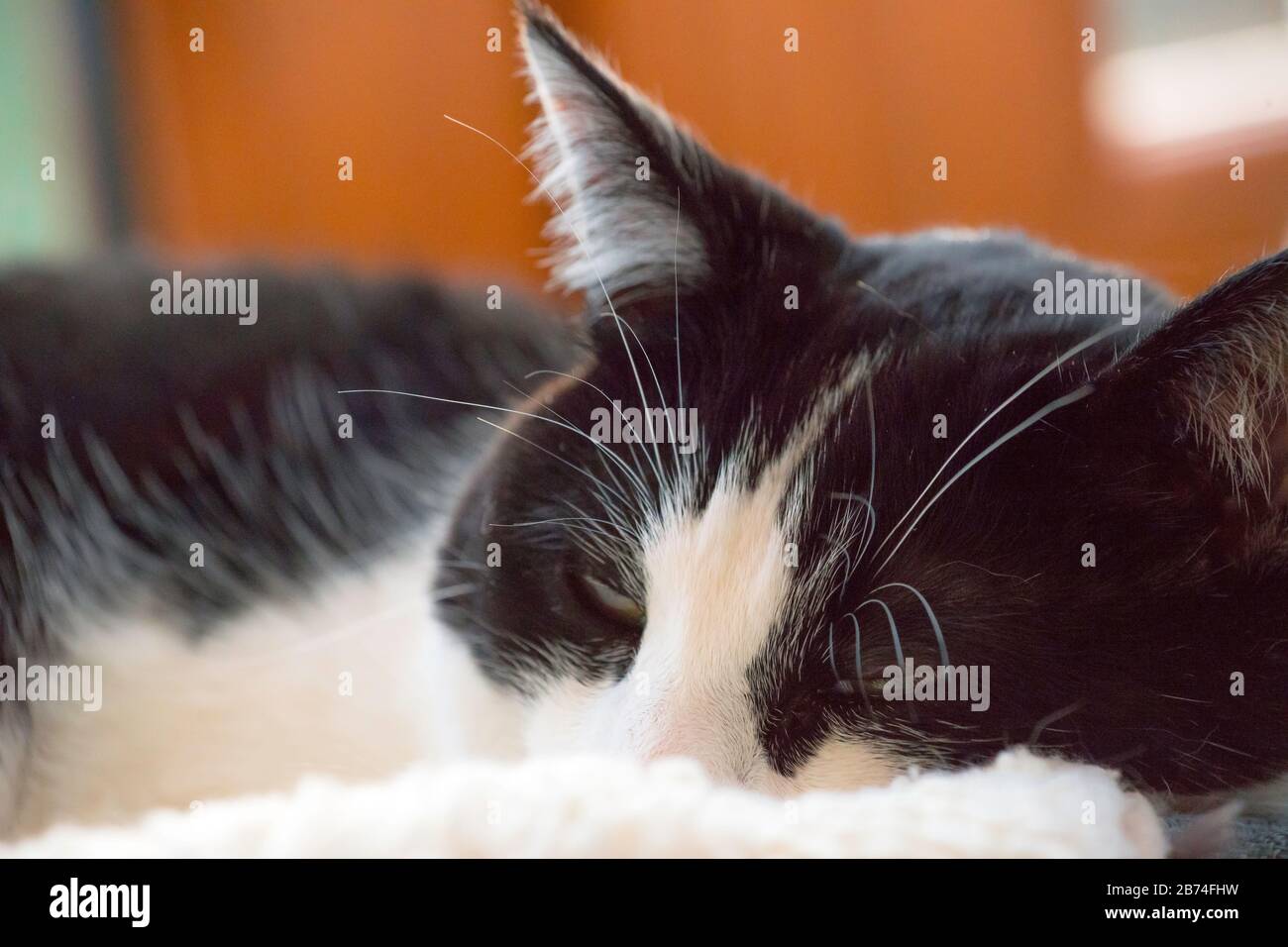 Cat going to bed hi-res stock photography and images - Alamy