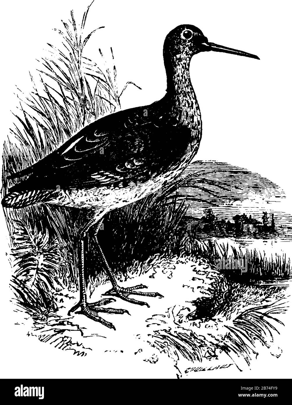 Redshank Stock Vector Images - Alamy