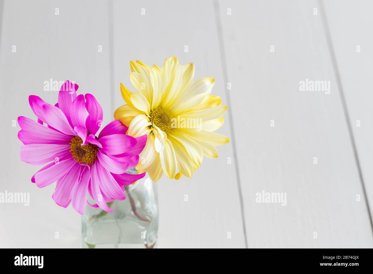 Daisy daisies table hi-res stock photography and images - Alamy
