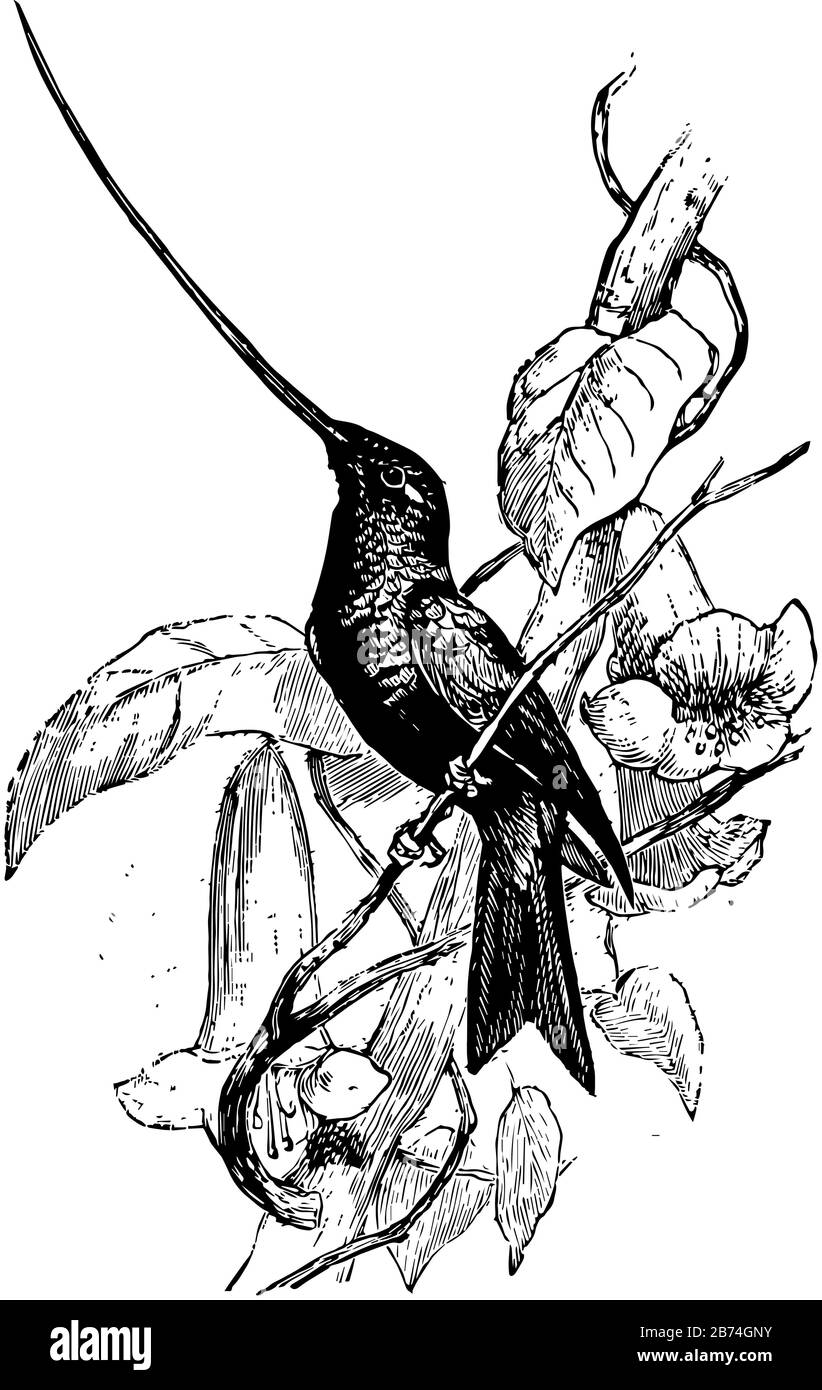 Long white tubular flowers Stock Vector Images - Alamy