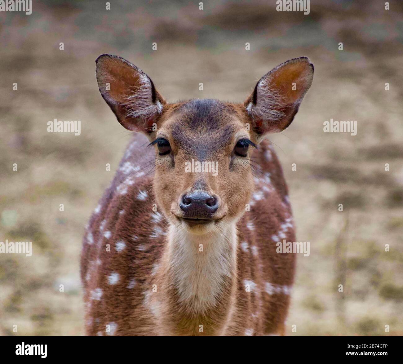 Deerare the hoofed ruminant mammals forming the family Cervidae. The ...