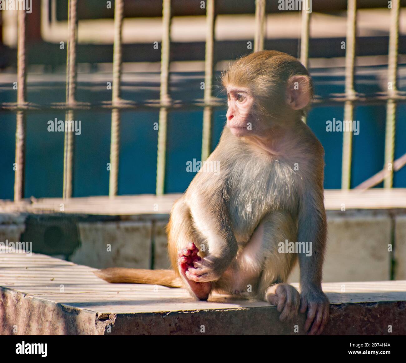 The monkey is looking people its own style Stock Photo - Alamy