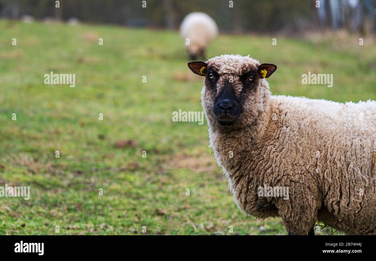 Happy looking sheep hi-res stock photography and images - Alamy