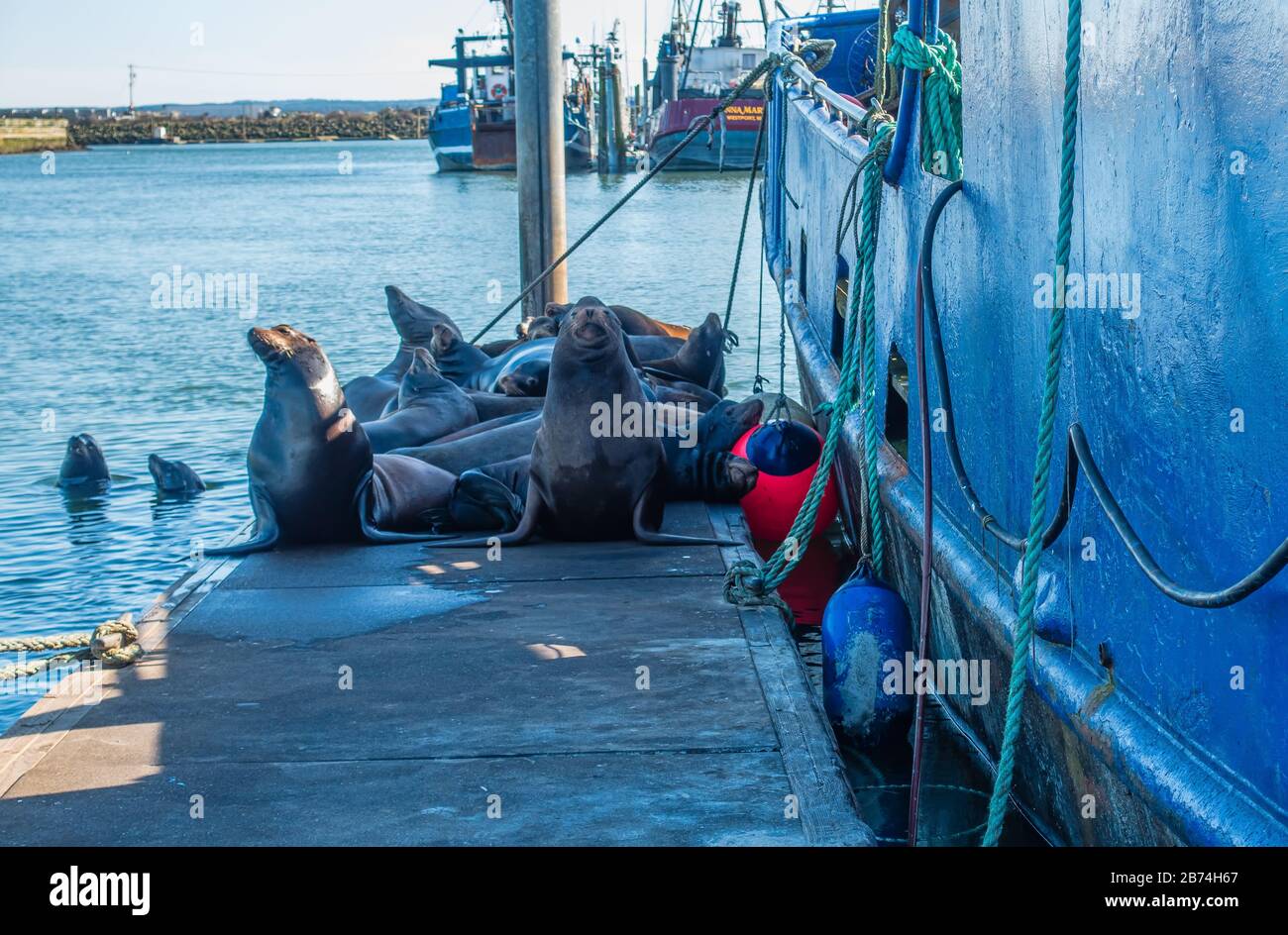 Pile of lions hi-res stock photography and images - Alamy
