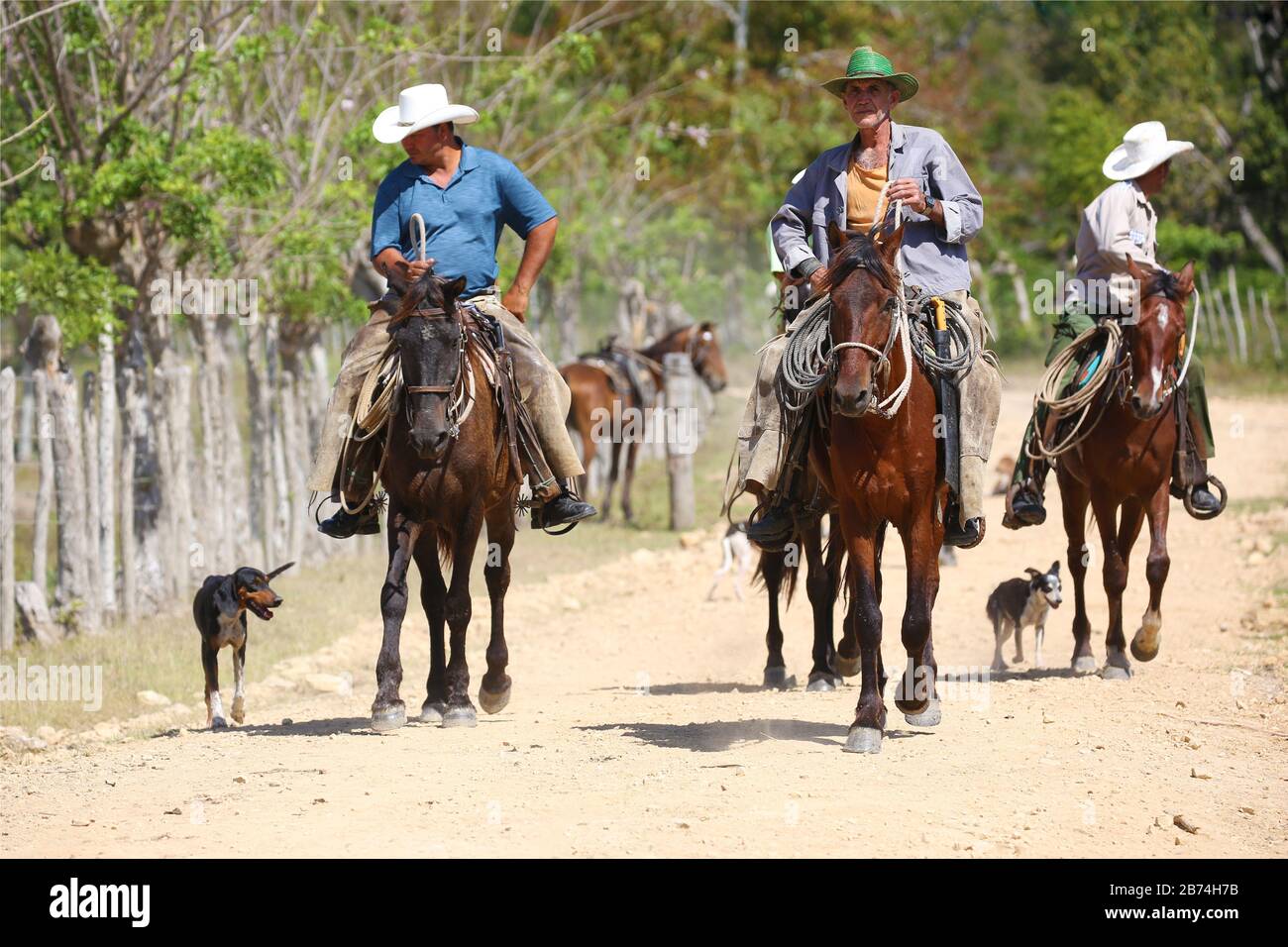 Cattle ranch dog hi-res stock photography and images - Alamy