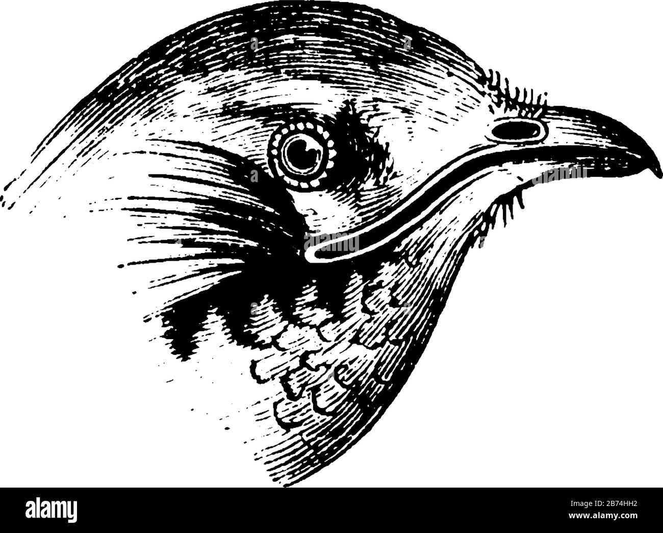 This illustration represents Swift Beak, vintage line drawing or ...