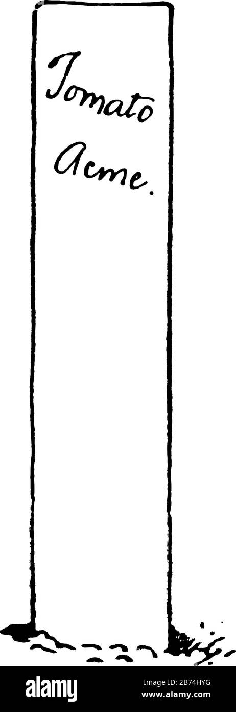 This illustration represents a common stake label, vintage line drawing ...
