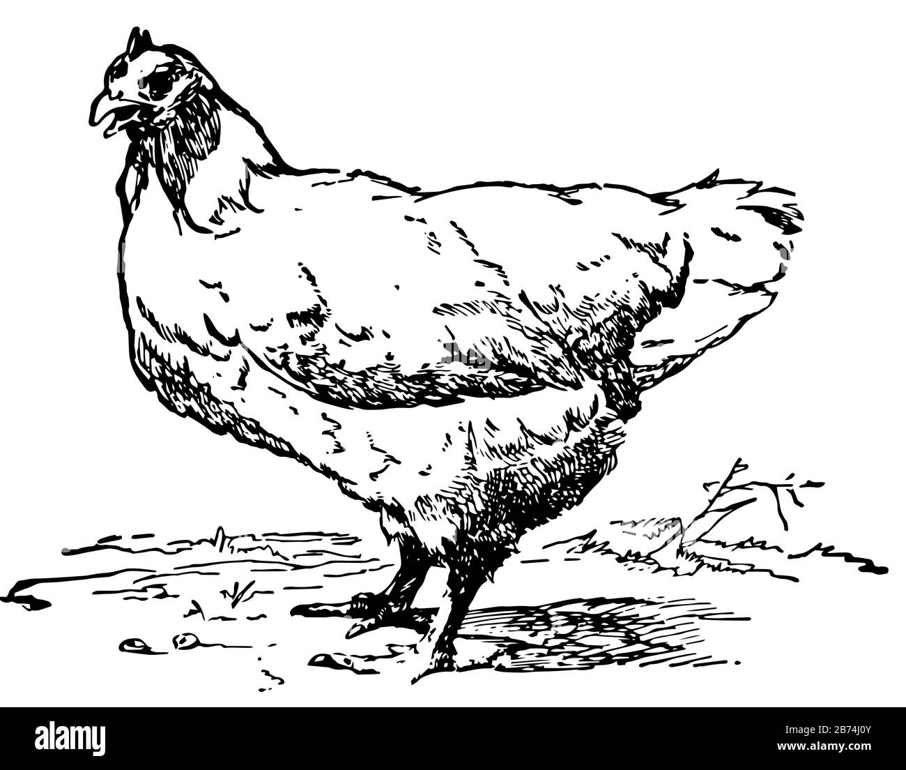 Hen is a type of domesticated fowl, vintage line drawing or engraving ...