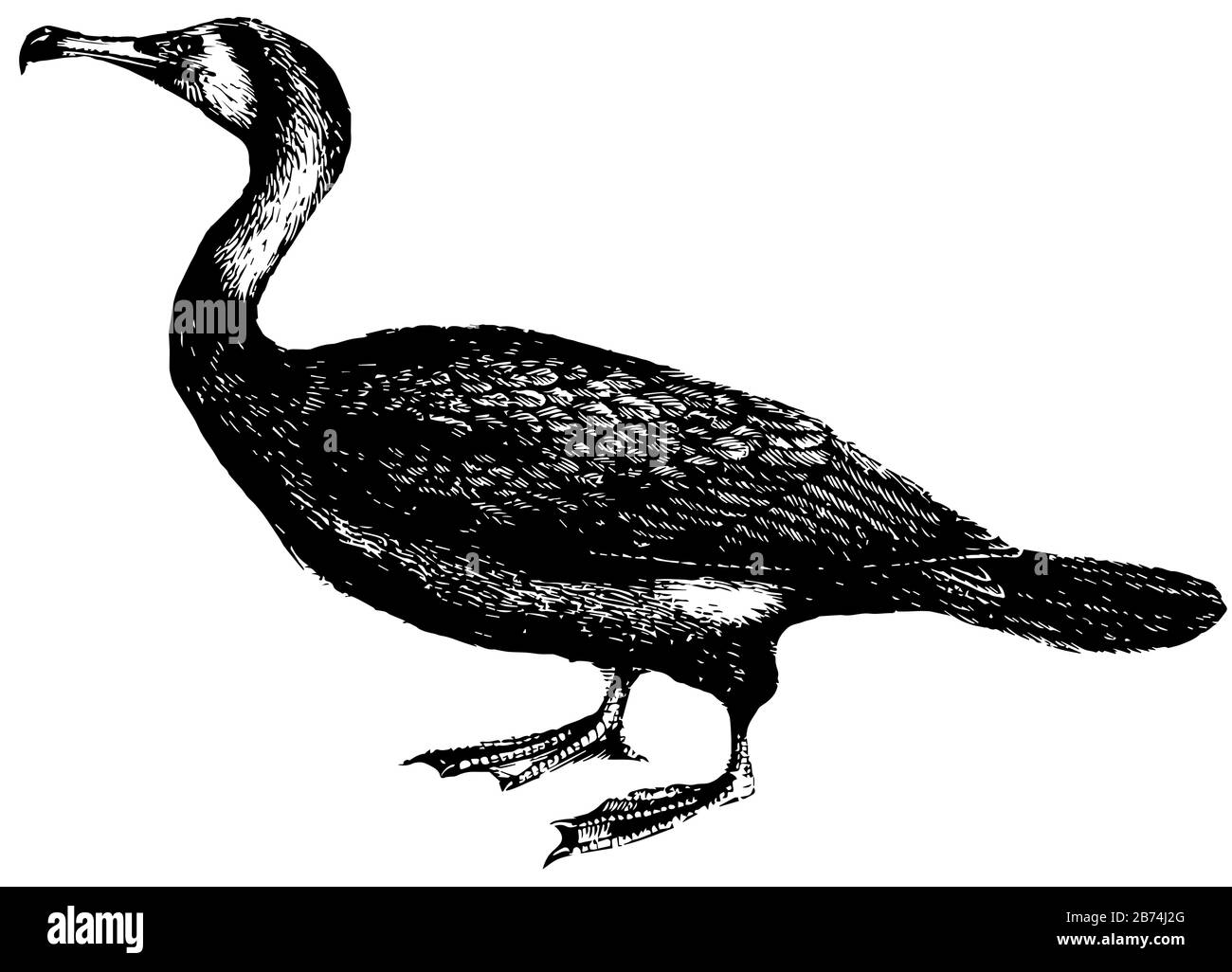 Cormorant head Stock Vector Images - Alamy